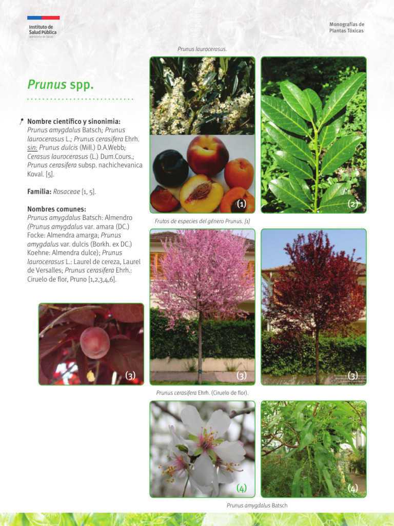 Prunus SPP 16092021A | PDF | Hogar y jardín | Bienestar