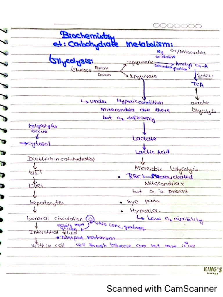 Carb Metabolism Chapter 8 Glycolysis | PDF