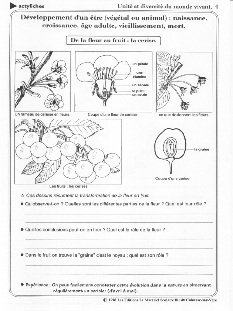 Act y Fiches 017 | PDF
