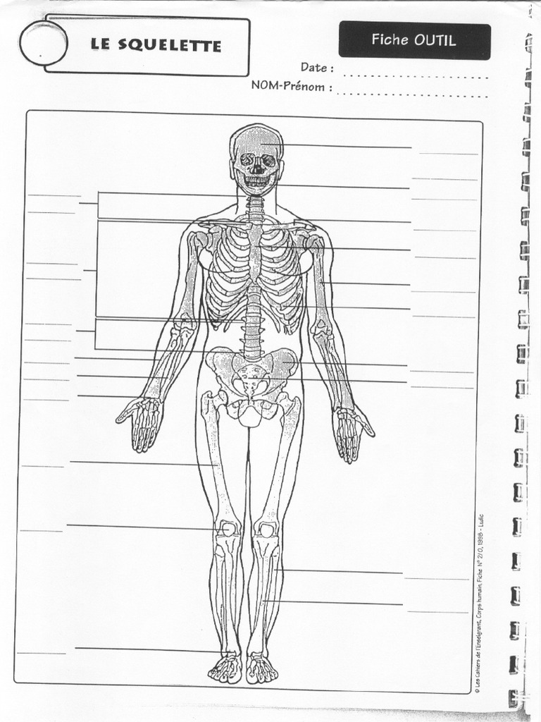 Fiches Outils-Le Squelette 1 | PDF