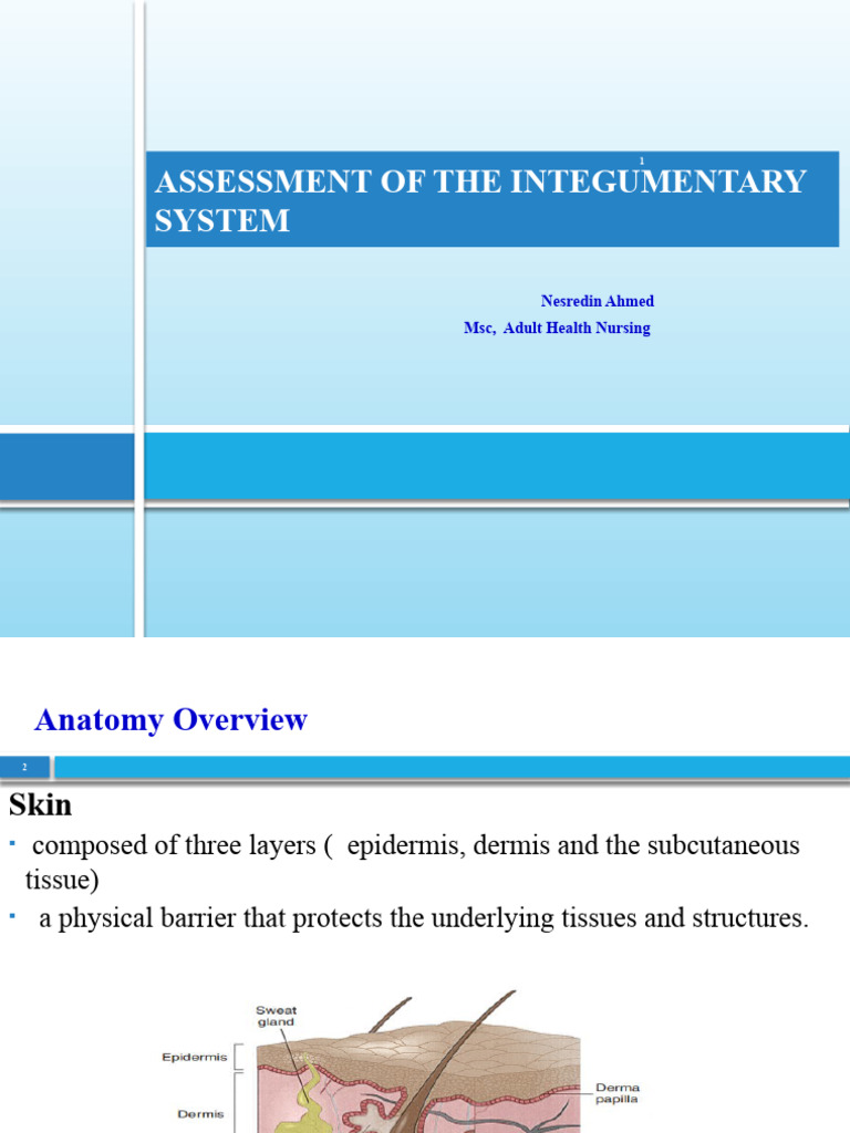 Integumentary Assessment | PDF | Integumentary System | Epidermis