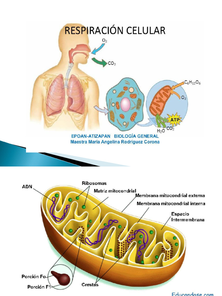 Respiración | PDF | Respiración celular | Trifosfato de adenosina