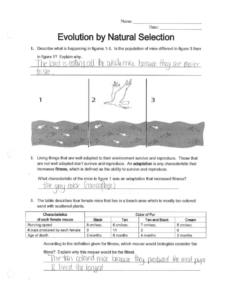 5 Evolution Worksheet (Answers) | PDF