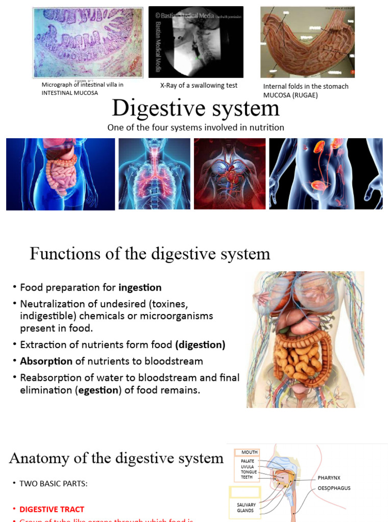 3ESODIGESTIVE | PDF | Digestion | Stomach