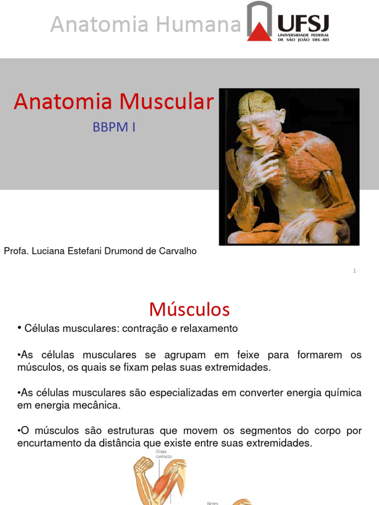 Anatomia Muscular BBPM I 2017 | PDF | Músculo | Anatomia