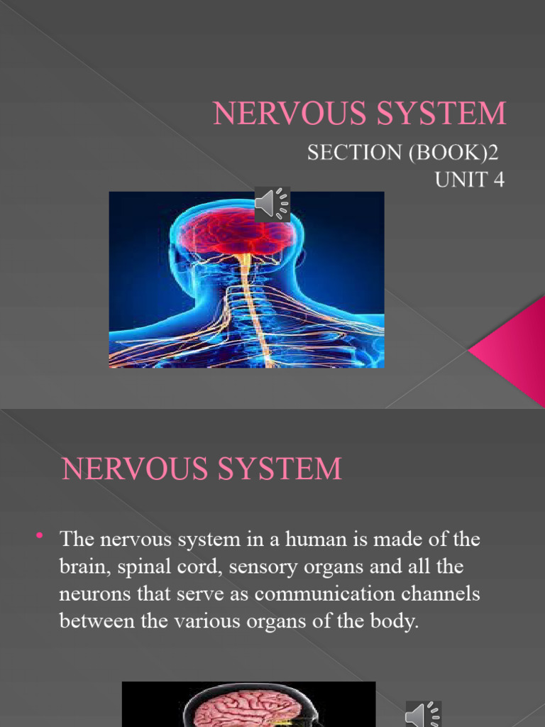Presentation - The Nervous System | PDF