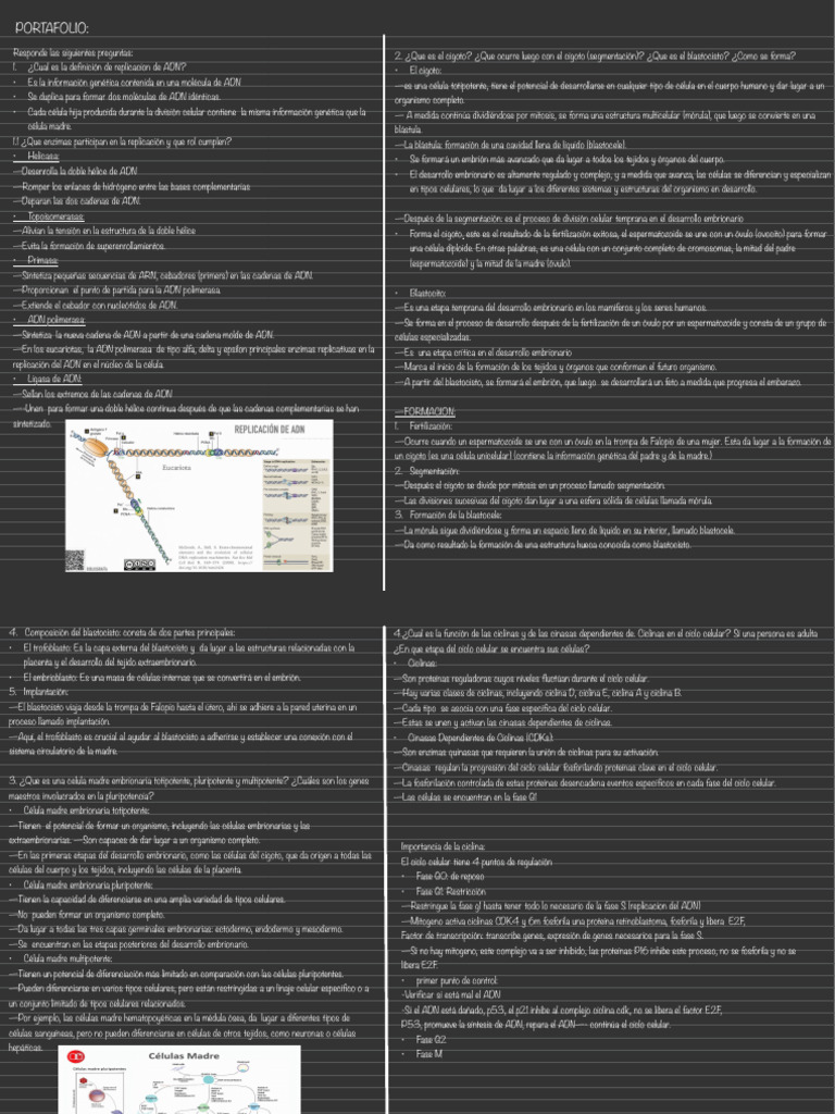 Mi Resumen PB2 | PDF | Embrión | Ciclo celular