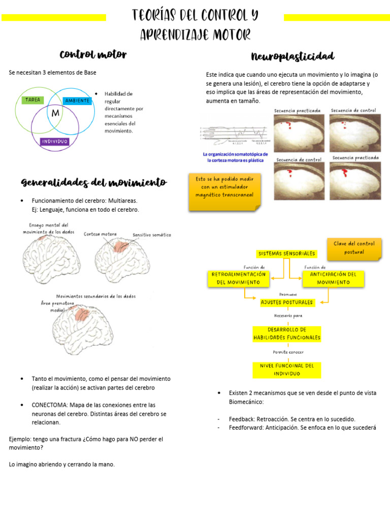 Clases 4 Teorías Del Control Motor y Aprendizaje Motor | PDF | Cerebro ...