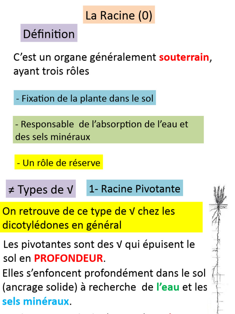 Types et Fonctions des Racines | PDF | Racine | Tige (Plante)