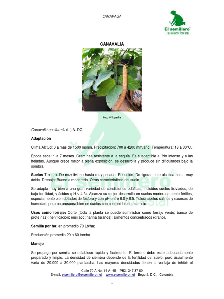 Ficha Técnica de Canavalia Ensiformis | PDF | Semilla | Pasto