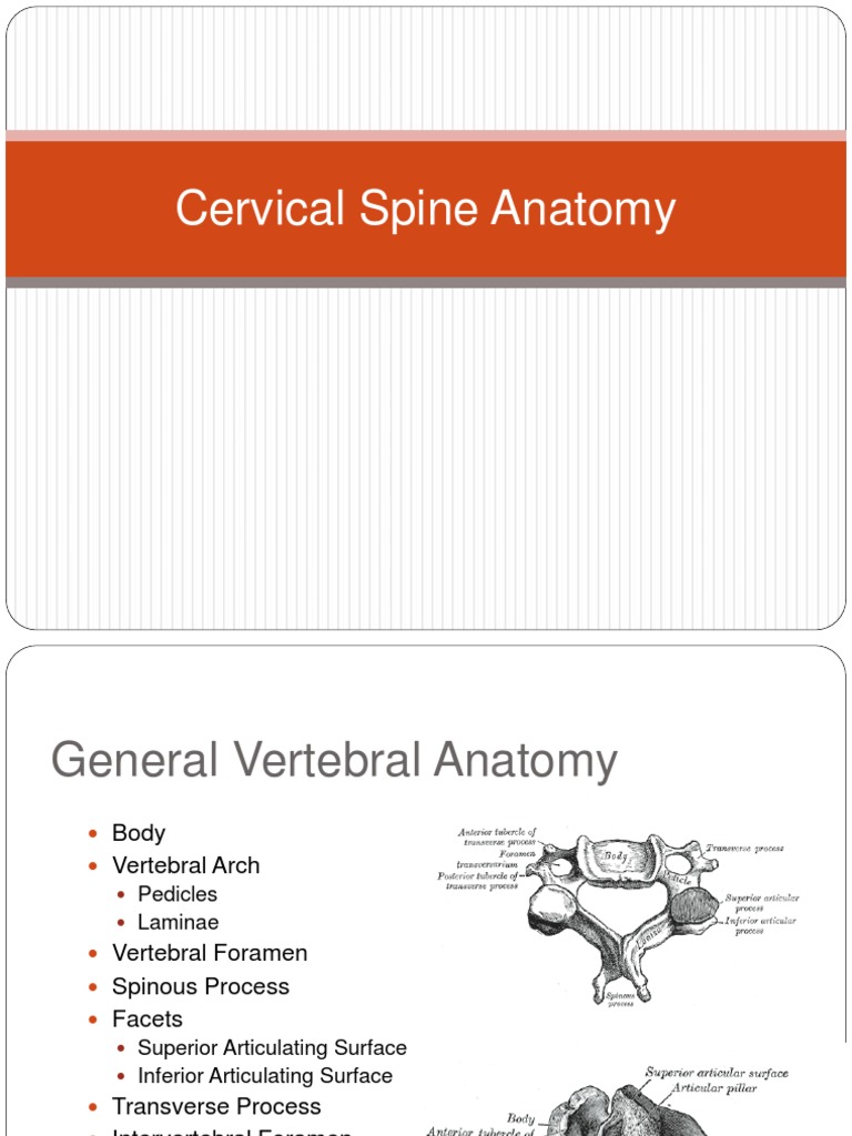 Cervical Spine Anatomy | PDF