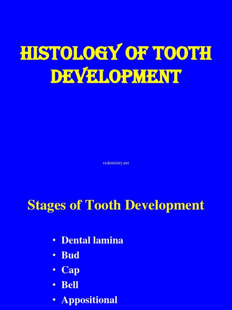 Histology of Tooth Development | PDF | Tooth Enamel | Dental Anatomy