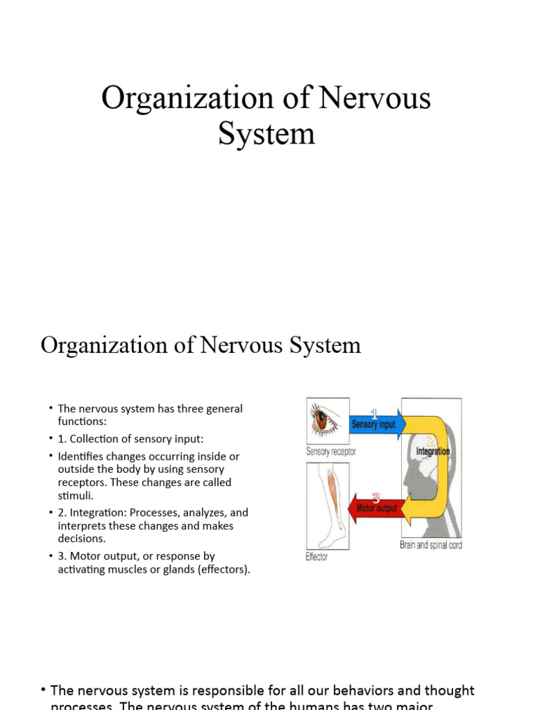 Organization of Nervous System | PDF | Nervous System | Spinal Cord