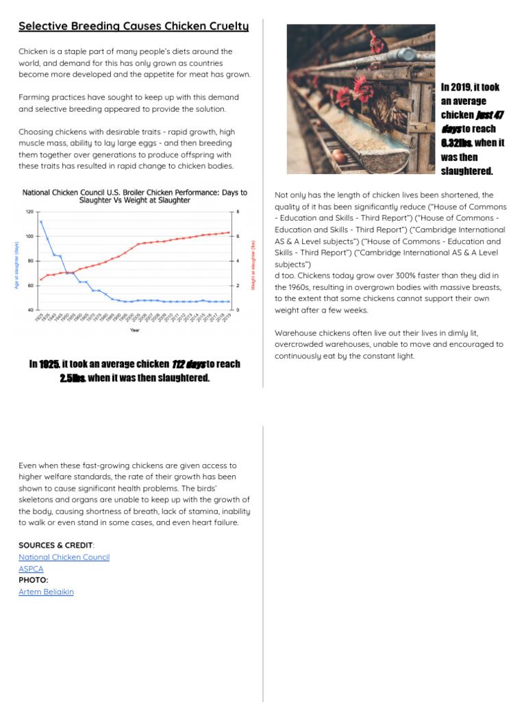 Article Selective Breeding Causes Chicken Cruelty Pdf Selective