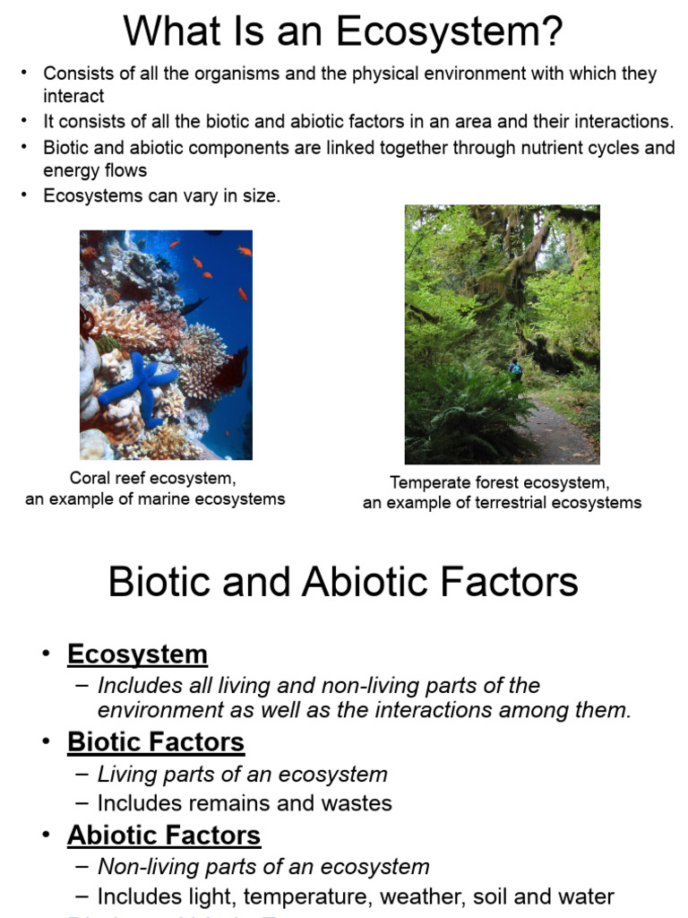 Weeks 11 and 12 Forest Ecosystems | PDF | Forests | Ecosystem