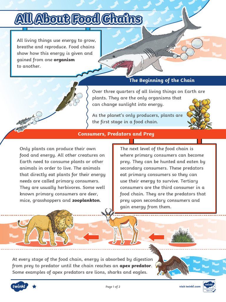 Reading On Food Webs With Questions and Answers | PDF | Foods | Predation