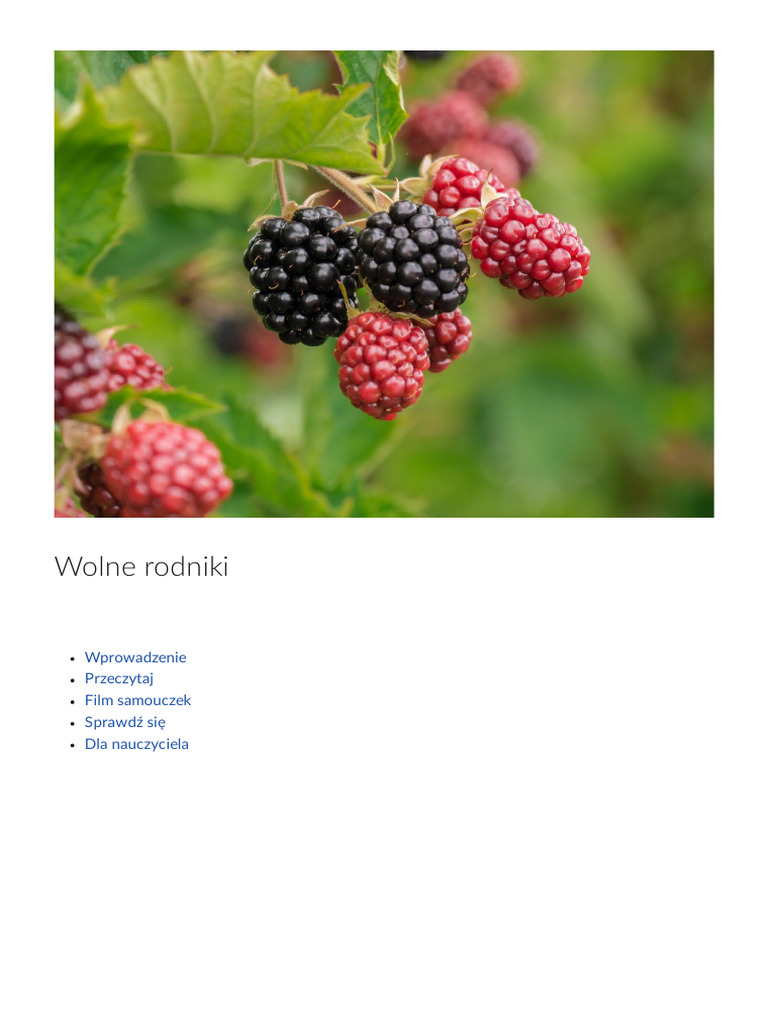 Wolne Rodniki | PDF