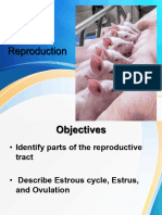 Reproductive Physiology and Anatomy of The Sow PDF | PDF | Luteinizing ...