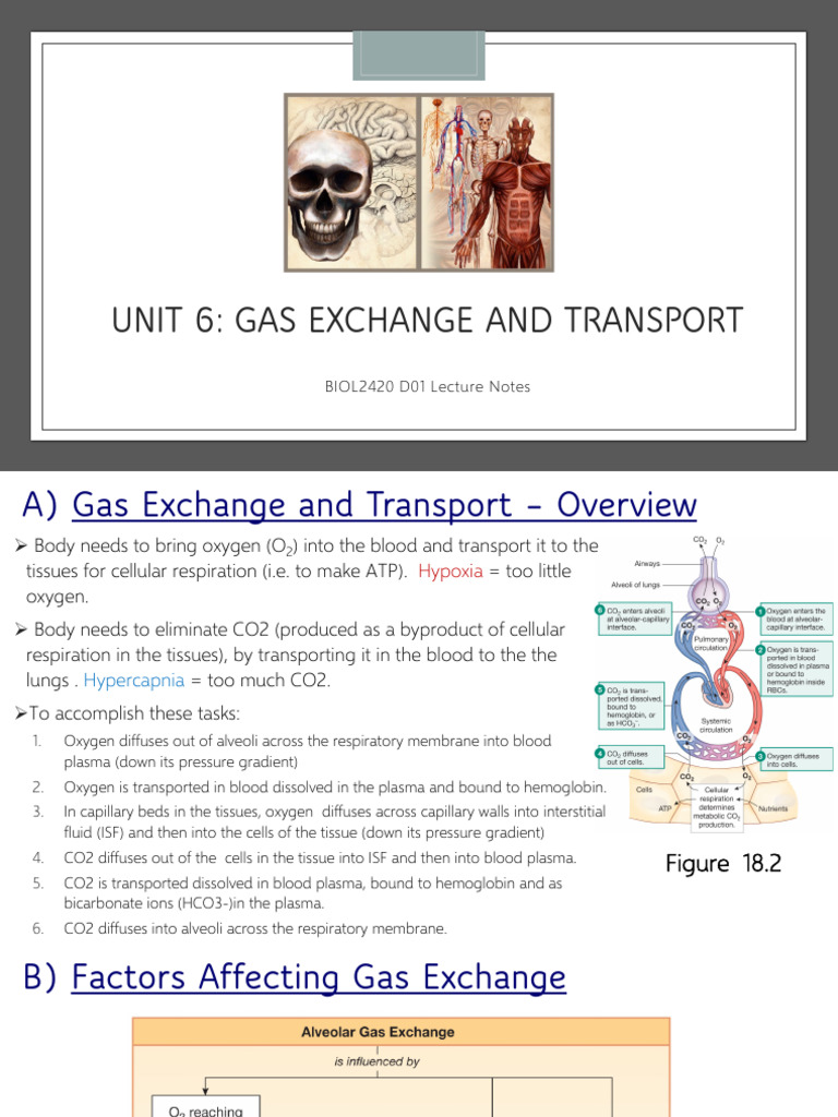 Unit 6 Notes - Gas Exchange and Transport | PDF | Respiratory System ...