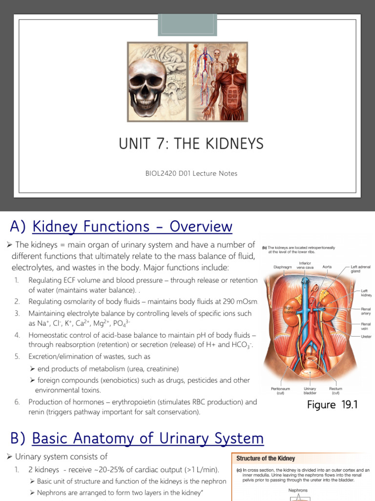 Unit 7 Notes - The Kidney | PDF | Kidney | Urination