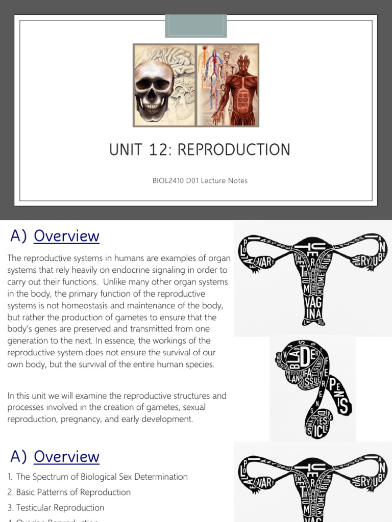 Unit 12 Notes All - Reproduction | PDF | Menstrual Cycle | Ovary