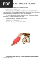 A34 Compartimentos Musculares Del Brazo y Antebrazo DR Daniel Lopez ...