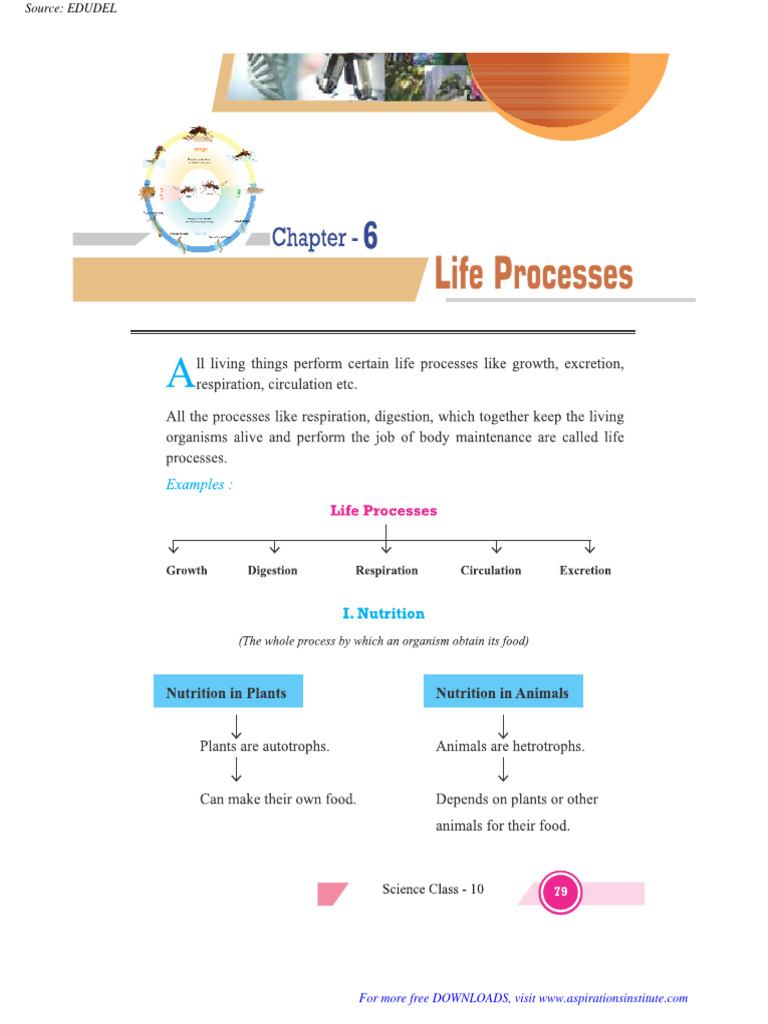 10 Sci Life Process Notes | PDF | Digestion | Biology