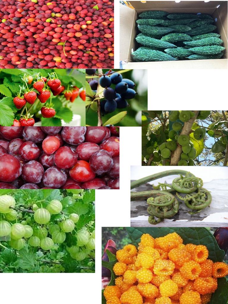 lined a4+ map (1) | PDF