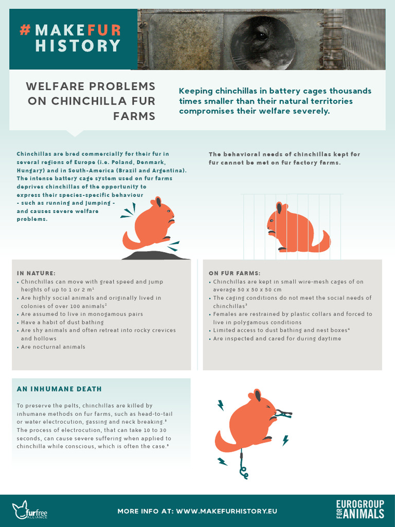 Fact Sheet Welfare Problems On Chinchilla Fur Farms | PDF | Animal ...