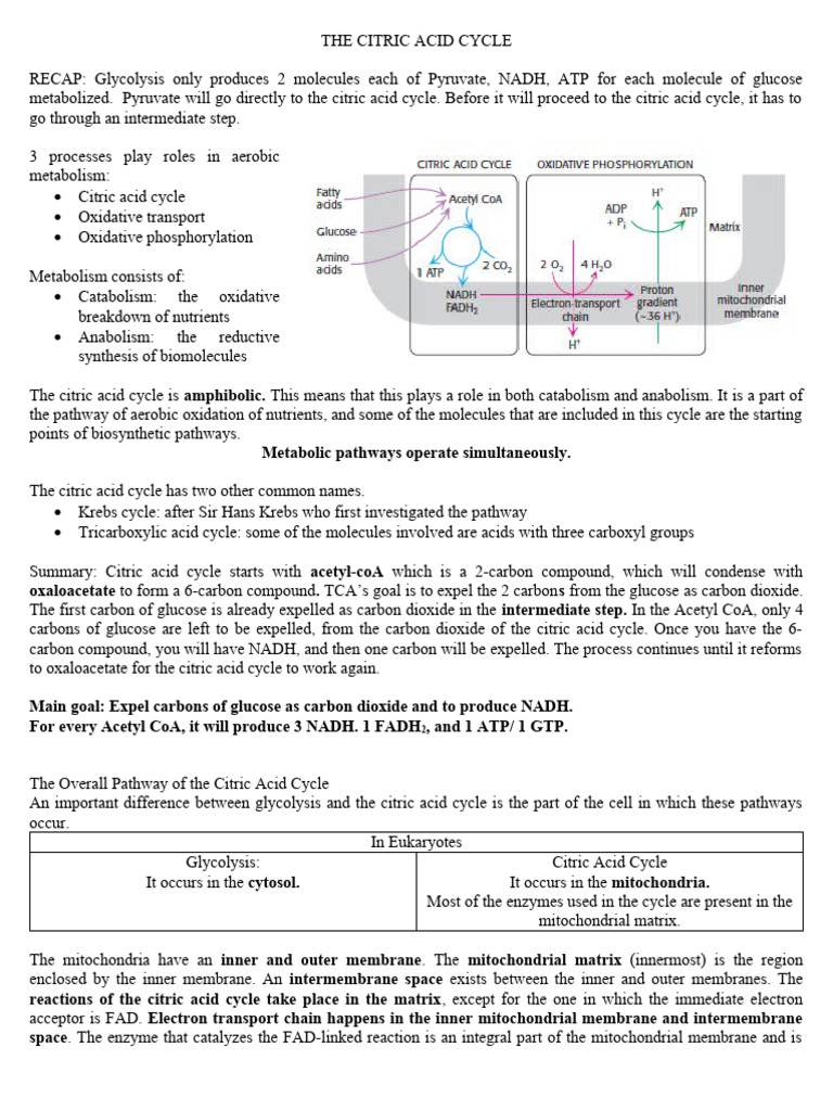 The Citric Acid Cycle | PDF | Diet & Nutrition | Chemistry