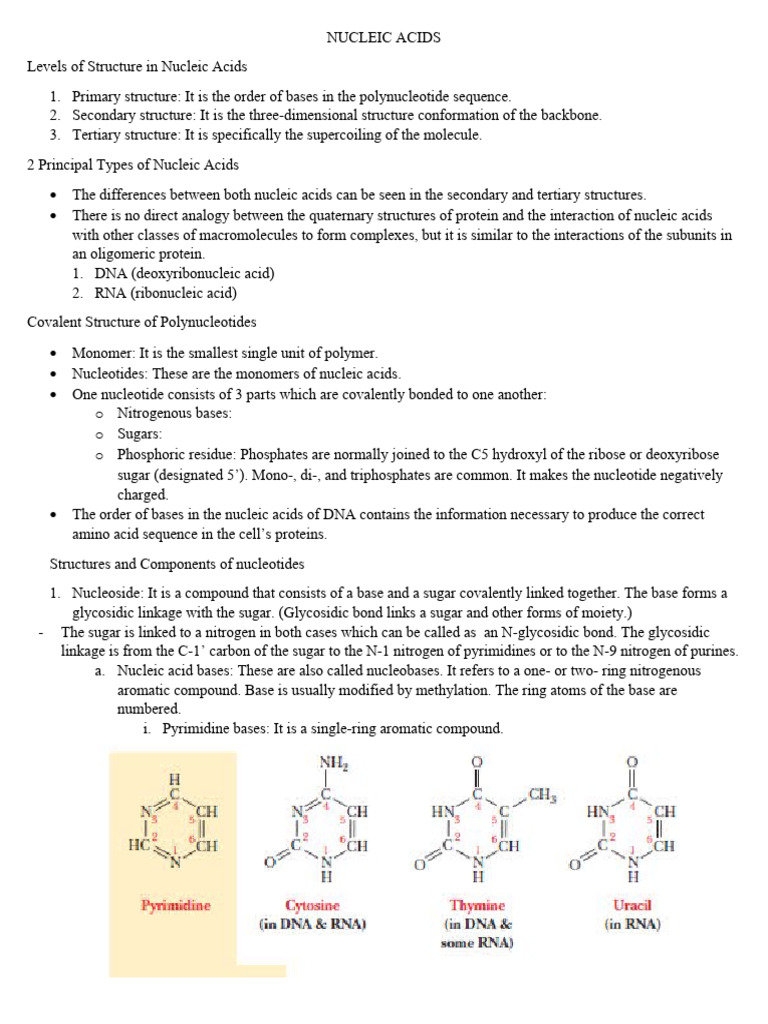 Nucleic Acids | PDF | Dna Replication | Dna
