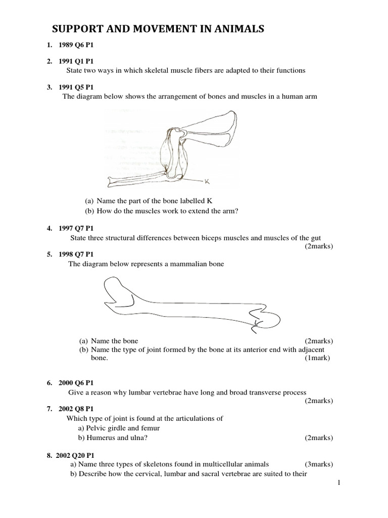 Elephant Vertebrae Structure Overview | PDF | Vertebra | Vertebral Column