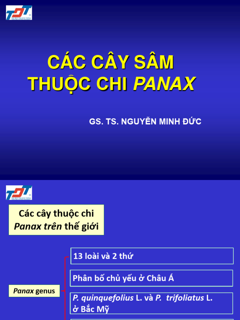 Các Cây Sâm Thu C Chi Panax 2023 | PDF