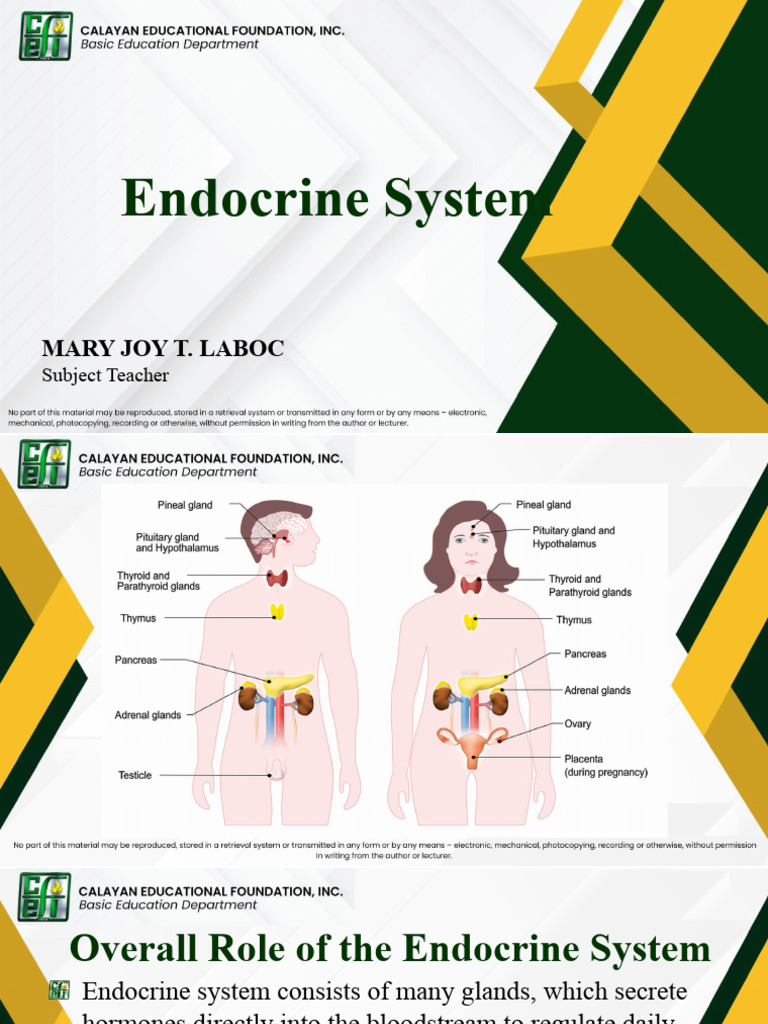 80s3888dt 3.+Endocrine+System | PDF | Endocrine System | Hormone