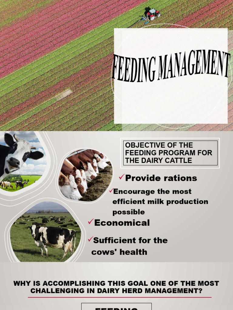 FEEDING MANAGEMENT | PDF | Dairy Cattle | Agriculture