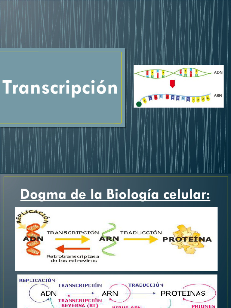 TRANSCRIPCION | PDF | Codigo genetico | Rna Splicing