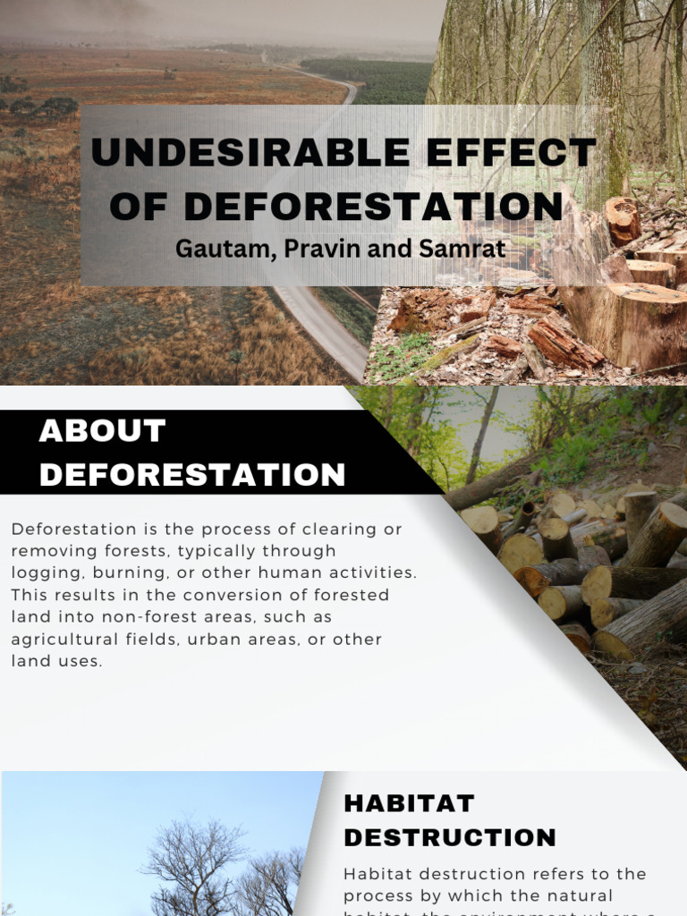 Deforestation Effect | PDF | Deforestation | Soil