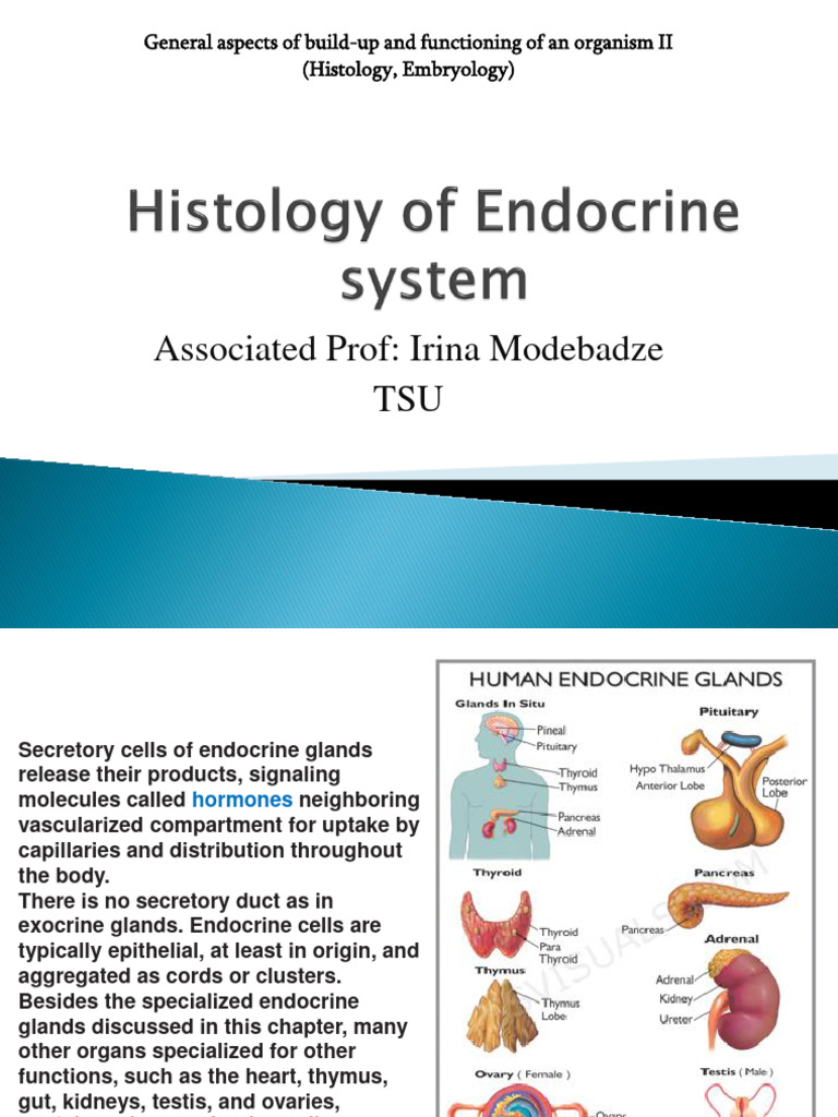 Body System II 7 Endo 1 | PDF | Pituitary Gland | Adrenal Gland