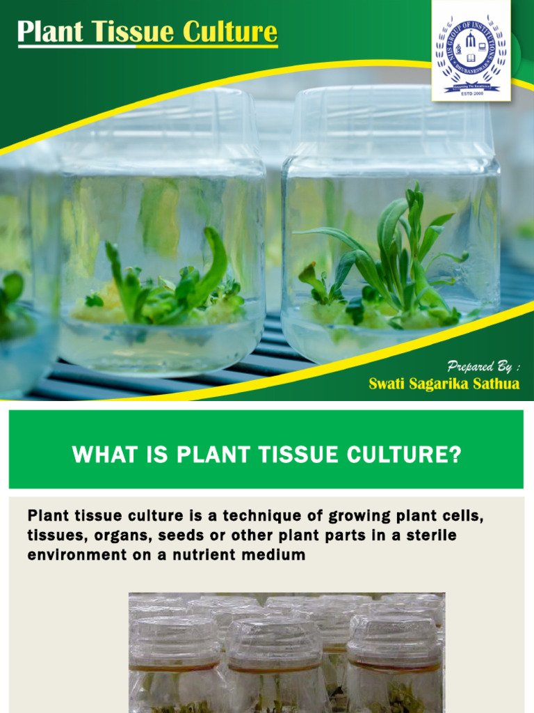 Understanding Plant Tissue Culture Techniques | PDF | Plants | Biology