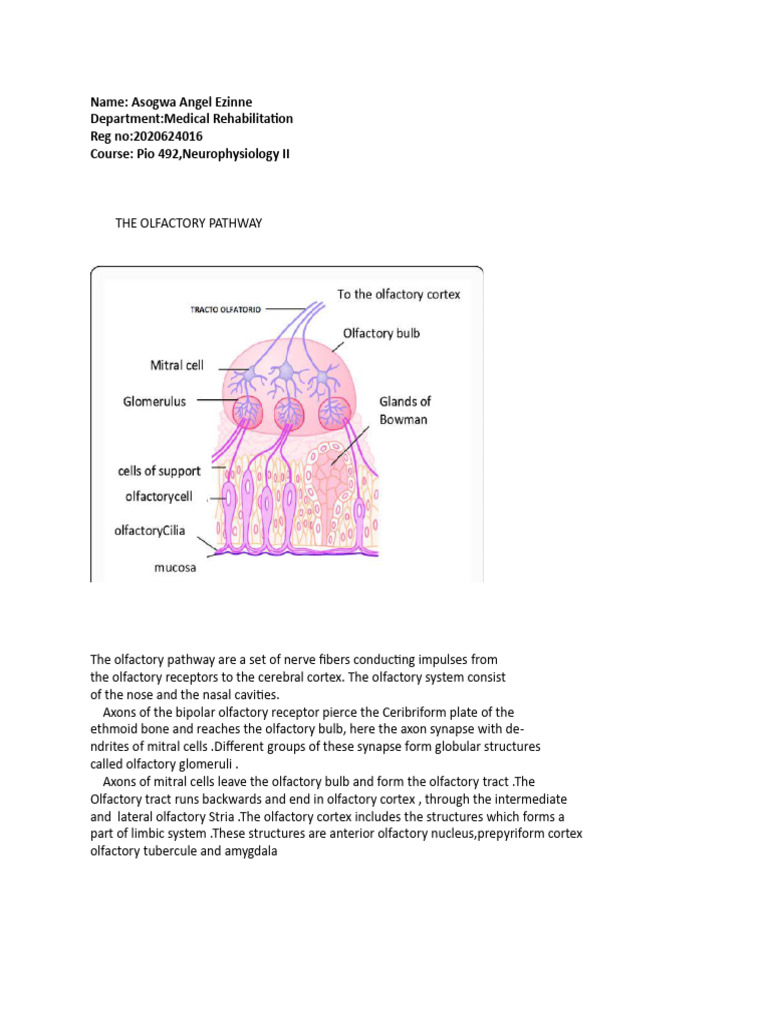 Overview of the Olfactory Pathway | PDF