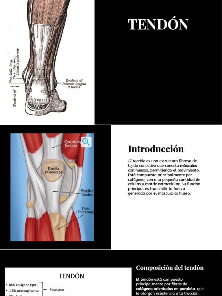 Tendon | Descargar gratis PDF | Tendón | Anatomía