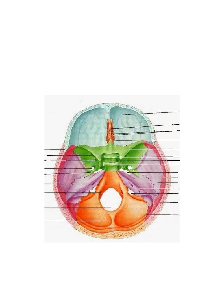 Visión Endocraneal | PDF