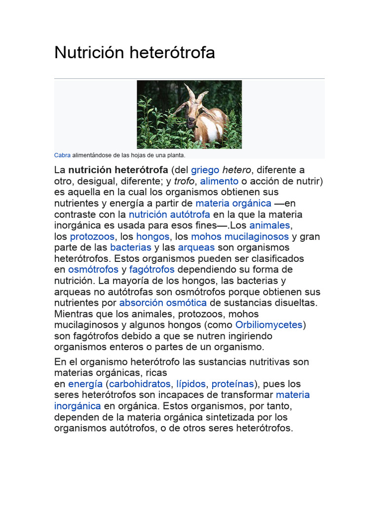 Nutrición Heterótrofa | PDF