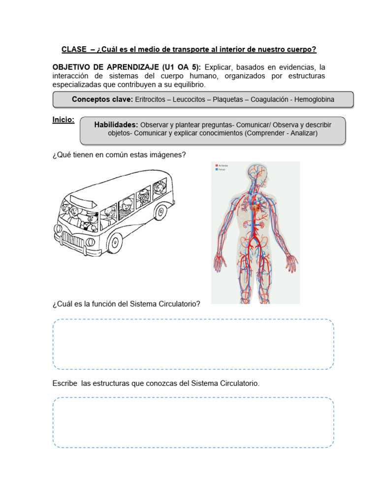 CS. NATURALES SISTEMA CIRCULATORIO | PDF | Sangre | Sistema circulatorio