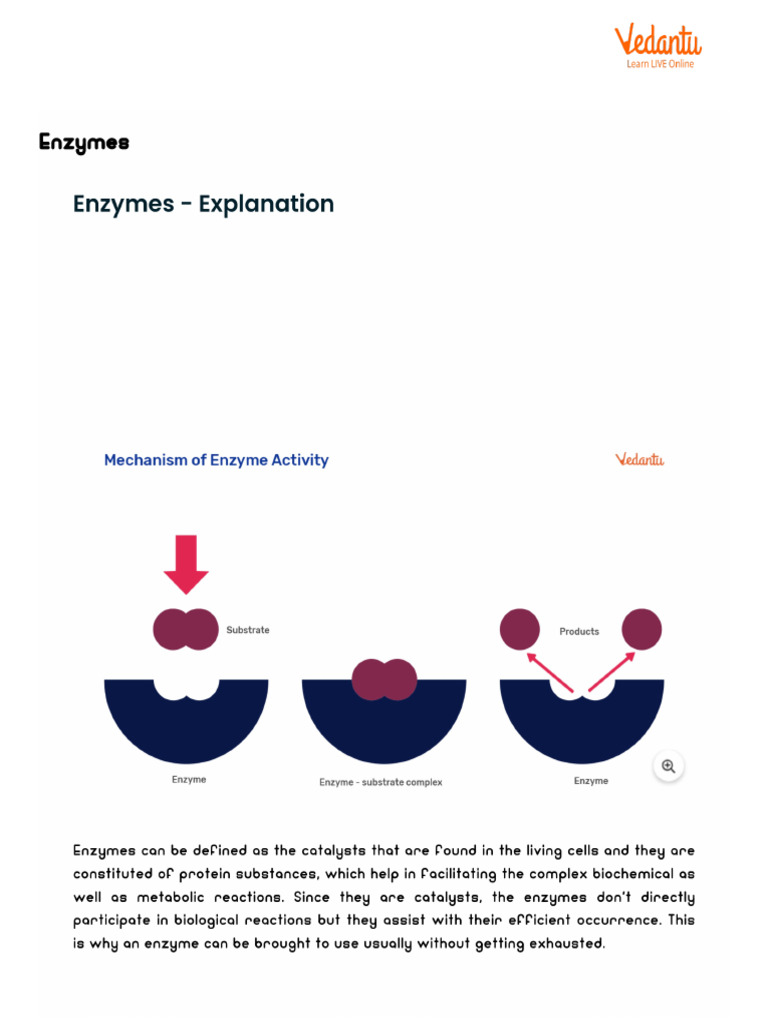 Enzymes | PDF