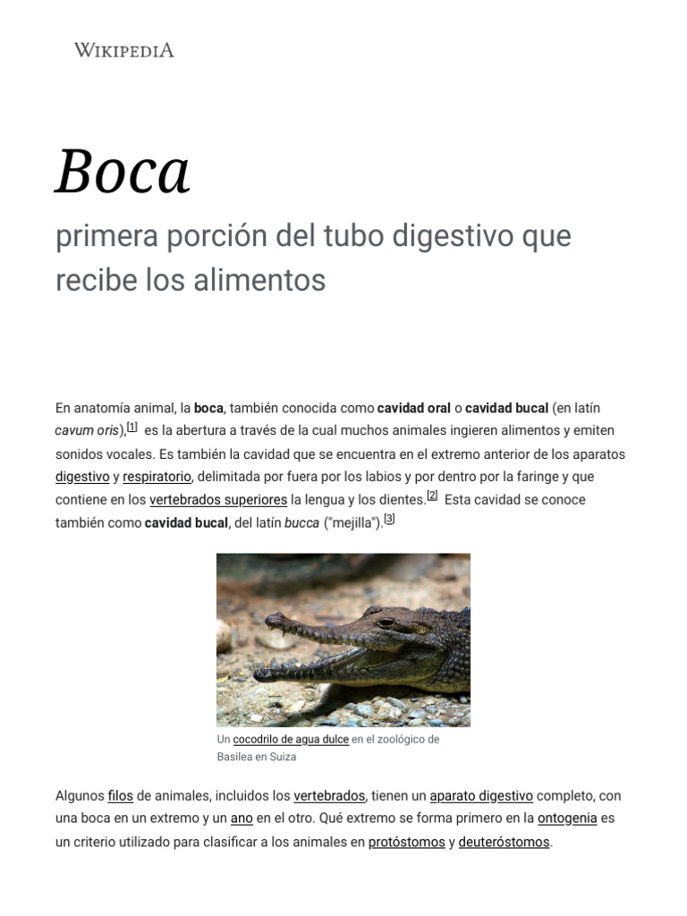 Anatomía y Función de la Boca Animal | PDF | Boca | Zoología