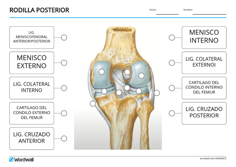 Rodilla Posterior Diagrama Con Etiquetas | PDF | Tecnología e ...
