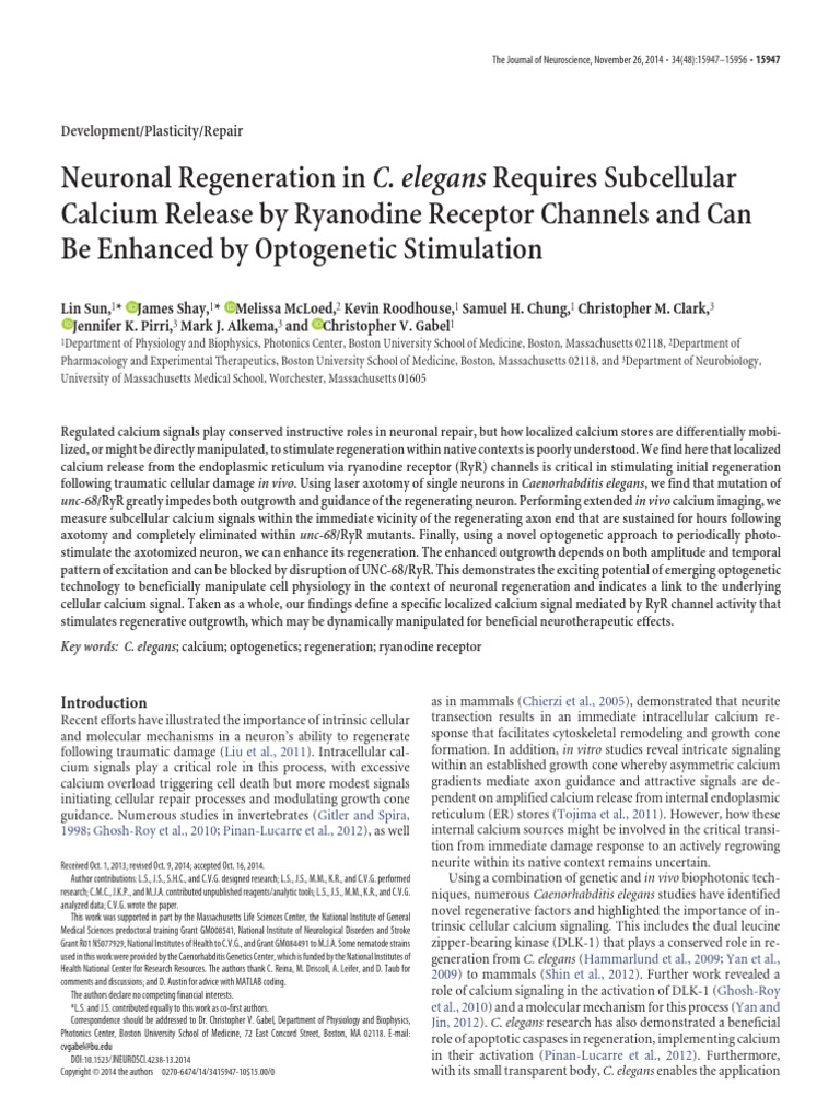 Neuronal Regeneration in Calcium Release by Ryanodine Receptor Channels and Can Be Enhanced by ...