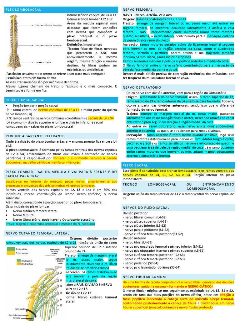 Resumo Plexo Lombosacral | PDF | Nervo | Pélvis