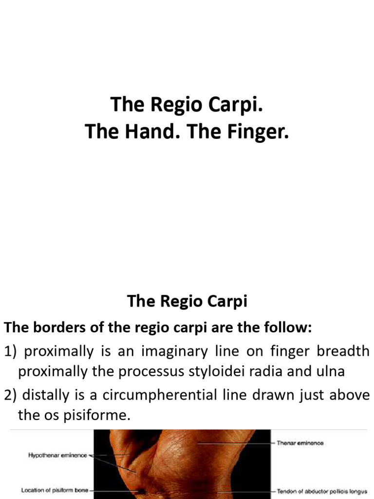 The Regio Carpi | PDF | Hand | Thumb